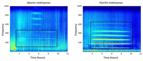 Long Term Spectral Average Of A Putative Atlantic Midshipman Hum Left Download Scientific