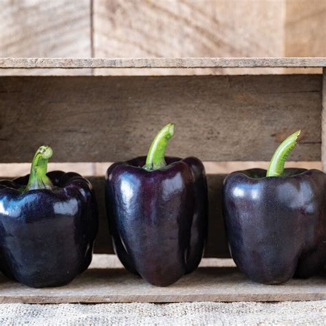 Lilo Organic F1 Bell Pepper Seed Johnnys Selected Seeds