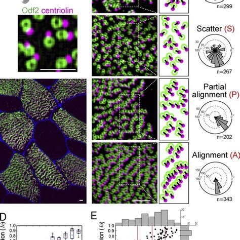 Live Imaging Of Gfp Centrin2 Mouse Tracheal Epithelial Cell Which