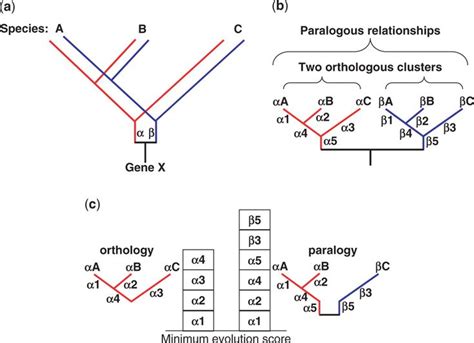 Exploring Orthologous And Paralogous Relationships