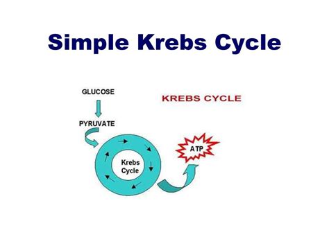 Simple Krebs Cycle Animation