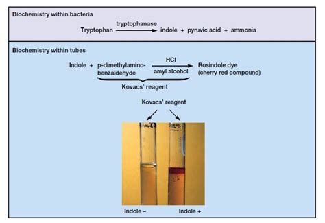 Molischs Test Objective Principle Procedure Result Biology Notes