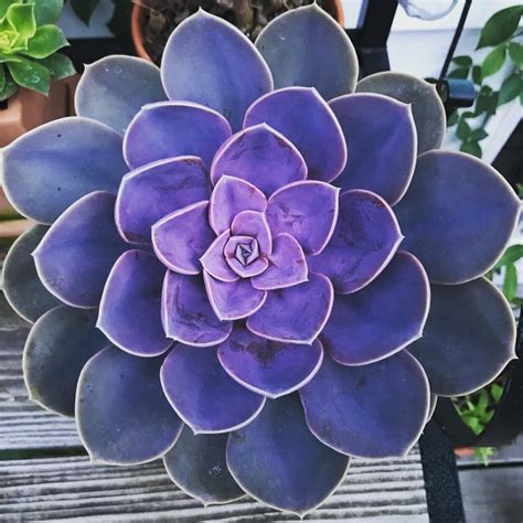 More Succulent Porn Oc Succulents