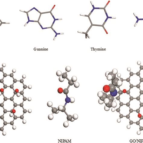 The Optimised Structures Of The Nucleobases Go Nipam And Go Nipam