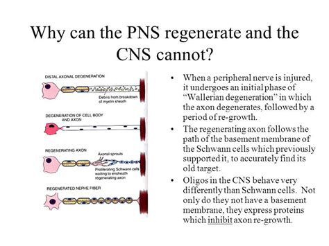 Cns Vs Pns