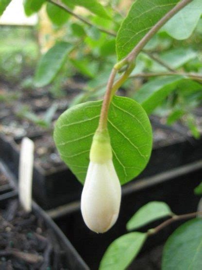 Styrax Redivivus Sevenoaks Native Nursery