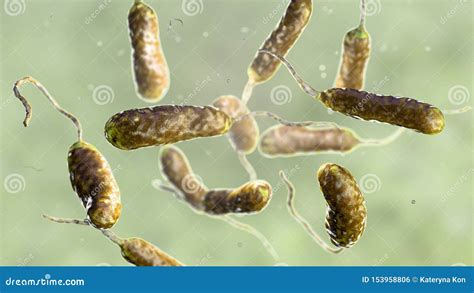 Bacterium Vibrio Vulnificus The Causative Agent Of Serious Seafood