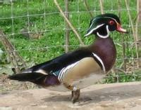 Murray Mcmurray Hatchery Wood Duck