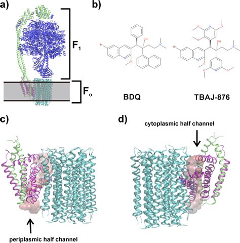 Binding Properties Of The Anti Tb Drugs Bedaquiline And Tbaj 876 To A