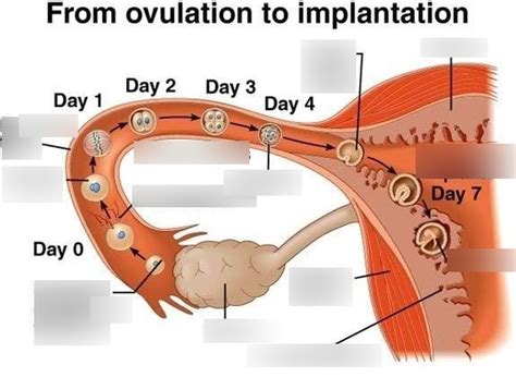 L S Diagram Ovulation To Implantation 2 Diagram Quizlet