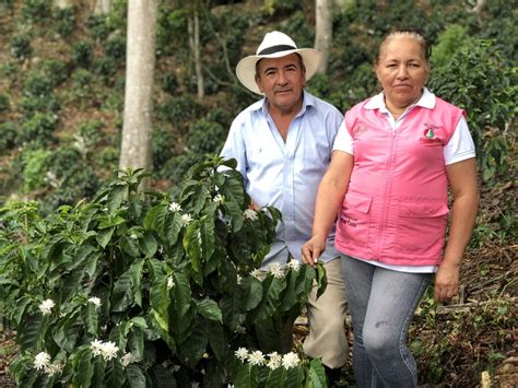 Café De Huila Federación Nacional De Cafeteros Huila