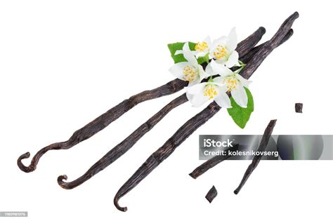 바닐라는 흰색 배경에 고립 된 꽃과 잎스틱 맨 위 보기 플랫 레이 3가지 개체에 대한 스톡 사진 및 기타 이미지 3가지 개체 4가지 개체 가지 식물 부위 Istock