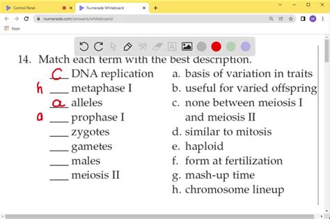 arrange the following terms in the correct order fertilization sex