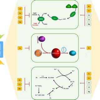 Effect Of Essential Trace Elements Or Of Potentially Toxic Trace Download Scientific Diagram