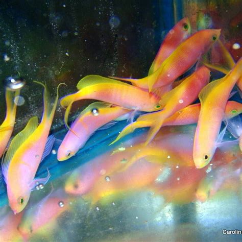 Anthias Bartletts Carolina Aquatics