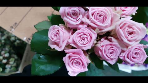 헤라장미 생화 인터넷꽃도매시장 생화택배 생화도매 인터넷꽃시장 인터넷꽃도매 장미대량구매 꽃 꽃다발 꽃도매 꽃시장 부산꽃시장 김해꽃시장 꽃쇼핑몰 김해꽃 부산꽃 꽃싸게사는법