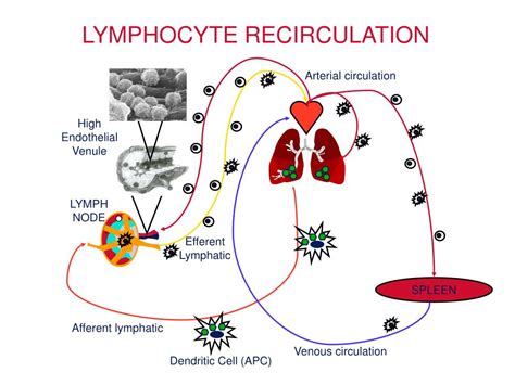 Ppt Introduction To Immunology Dr Ofer Mandelboim Powerpoint