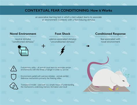 Contextual Fear Conditioning Maze Engineers