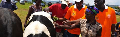 Getting Milk To The Market Is Helping Rwandan Genocide Survivors