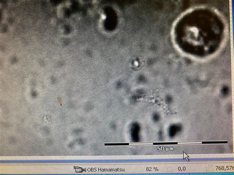 What Kind Of Contamination In Cell Line It Could Be ResearchGate