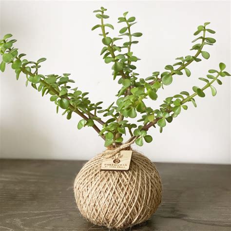 Jade Kokedamas By Anna Harris