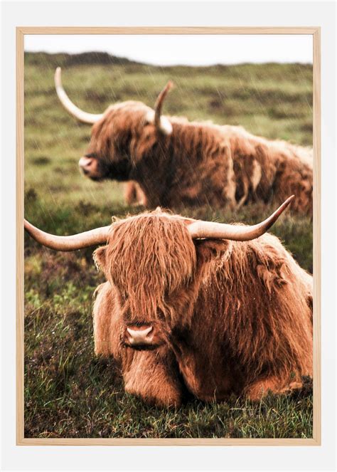 Koop Highland Cattle Poster Hier Bganl