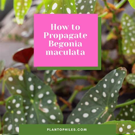 Successful Begonia Maculata Propagation Secrets