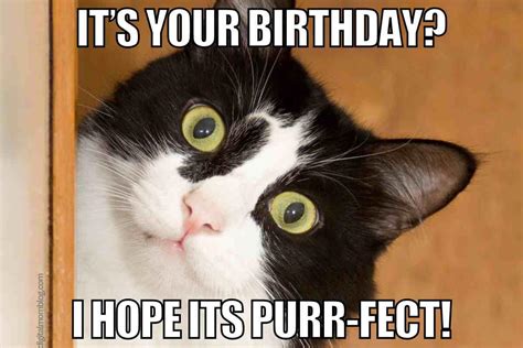 Happy Birthday Cat Meme Funny Happy Birthday Meme