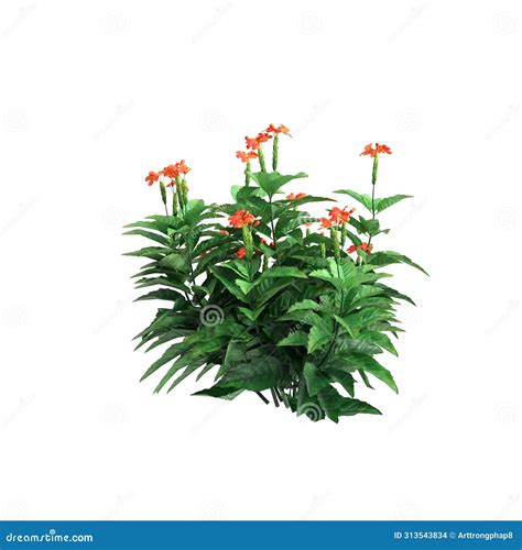 3d Illustration Of Crossandra Infundibuliformis Bush Isolated On White