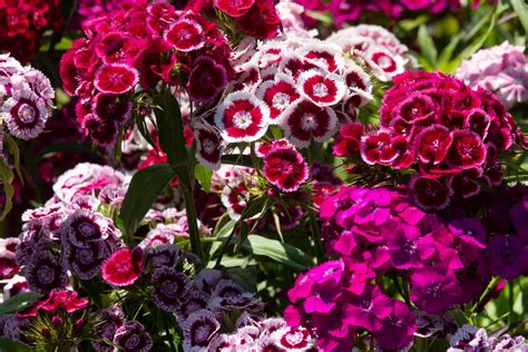 Sizergh Castle Nt Smithy House