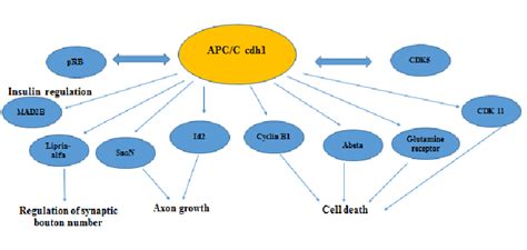 Secondary Roles Of Apc C In Neuronal Physiology Download Scientific Diagram