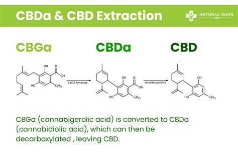 Cbda Vs Cbd A Guide To The Differences And Benefits