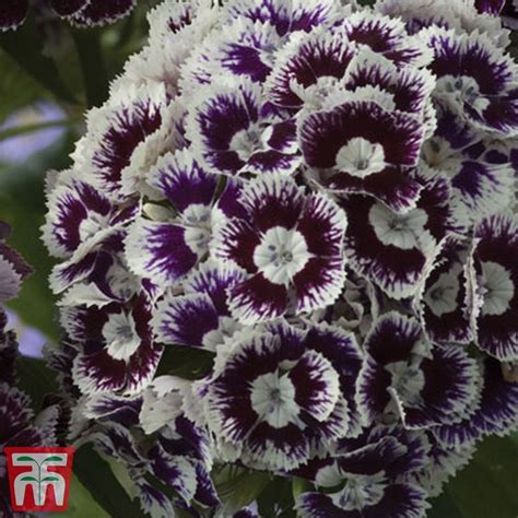 Dianthus Barbatus Purple Crown Seeds