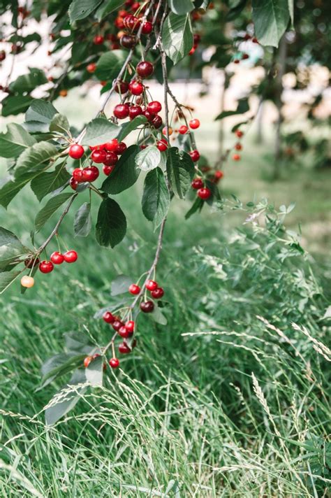 ViŠŇovÁ Bublanina Blogcestnik Cz