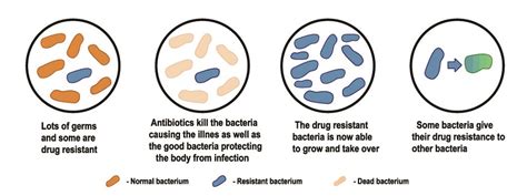 Bacillus Subtilis Morphology
