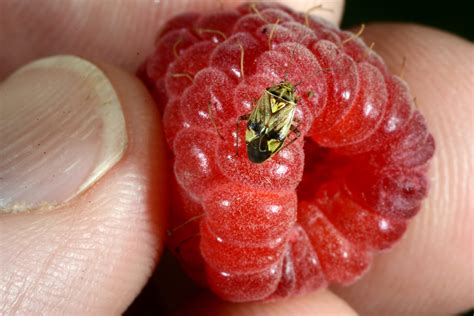 Raspberry Insects Damage