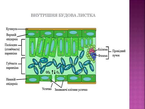 ВНУТРІШНЯ БУДОВА ЛИСТКА ФОТОСИНТЕЗ ДИХАННЯ ТРАНСПІРАЦІЯ Ppt Free Download