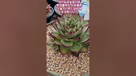 오늘7시 일곱빛깔다육밴드실방착한가격즐겁고 잼나는 시간 Youtube