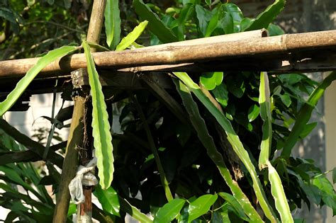 How To Build A Dragon Fruit Trellis Best Ideas Pink Dragon Fruit