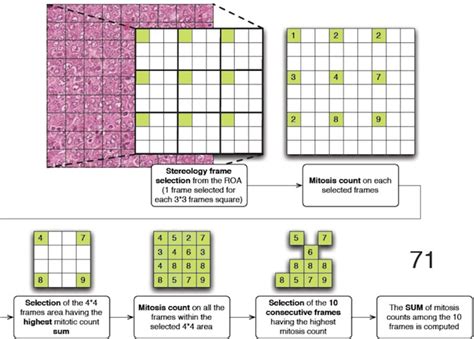 Example Of Mitotic Count Digital Protocol 2 Download Scientific Diagram