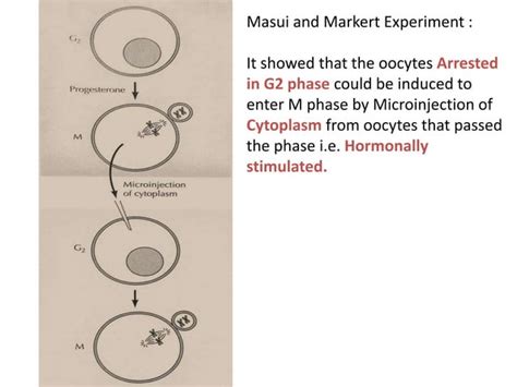 Cell Cycle Regulation PPTX