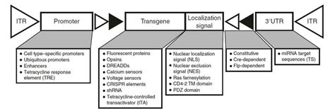 A Modular Aav Toolbox For Cell Type Specific Gene Expression A Download Scientific Diagram