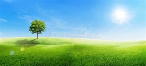 Beautiful Landscape View Of Alone Green Tree With Grass Natural Meadow Field And Little Hill