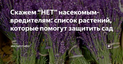Скажем “НЕТ” насекомым-вредителям: список растений, которые помогут ...