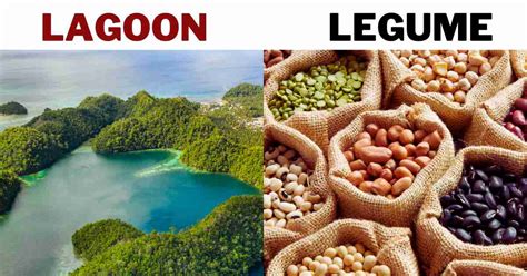 What Is The Difference Between A Lagoon And A Legume Multy Press