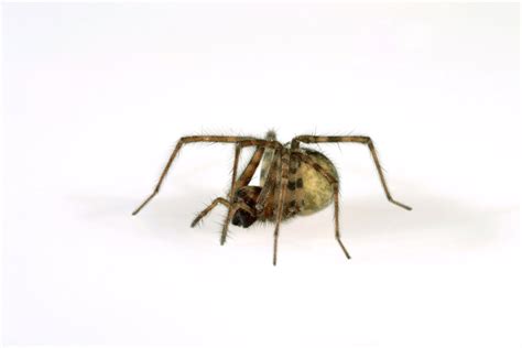 Most Common House Spiders In The Us Mosquitonix®