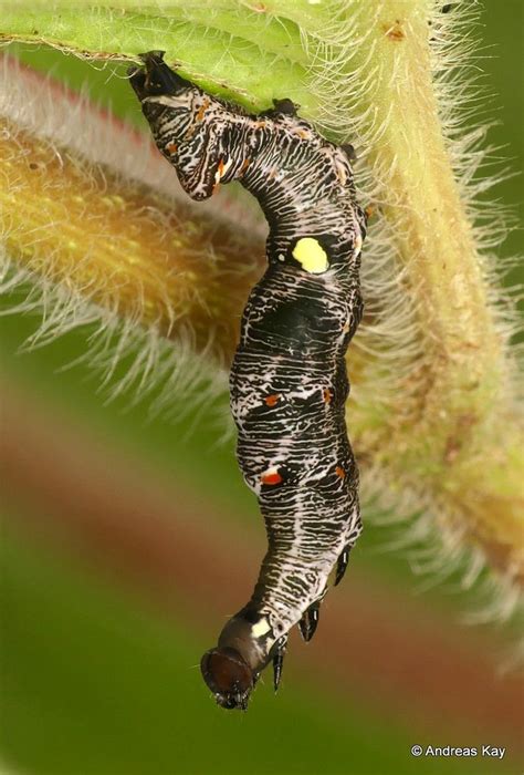 Chalcosiine Day Flying Moth Caterpillar Chalcosiinae Zygaenidae Artofit