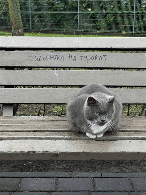 Шлюха скамейка надпись котэ прикольные картинки с кошками смешные картинки и другие