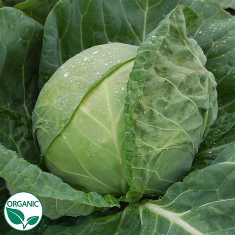 Tiara F1 Organic Cabbage Seeds Osborne Hybrd Farm Seed Company