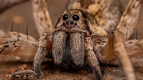10 Common Wolf Spider Look Alikes You Might Find At Home And Which To